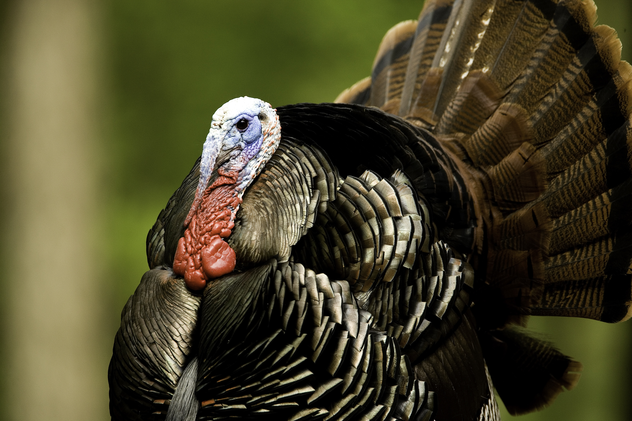 Spring Wild Turkey Wallpaper