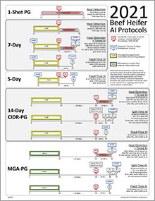 Estrus Synchronization Recommendations for Artificial Insemination of Beef Heifers, G2025 | MU ...