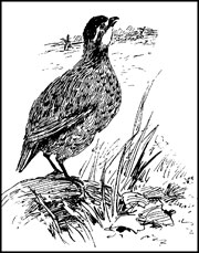 Ecology of Northern Bobwhite Quail in Missouri | MU Extension