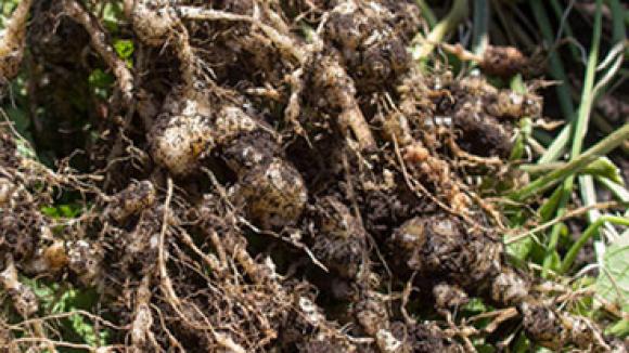 Turfgrass Disease Profiles Mu Extension