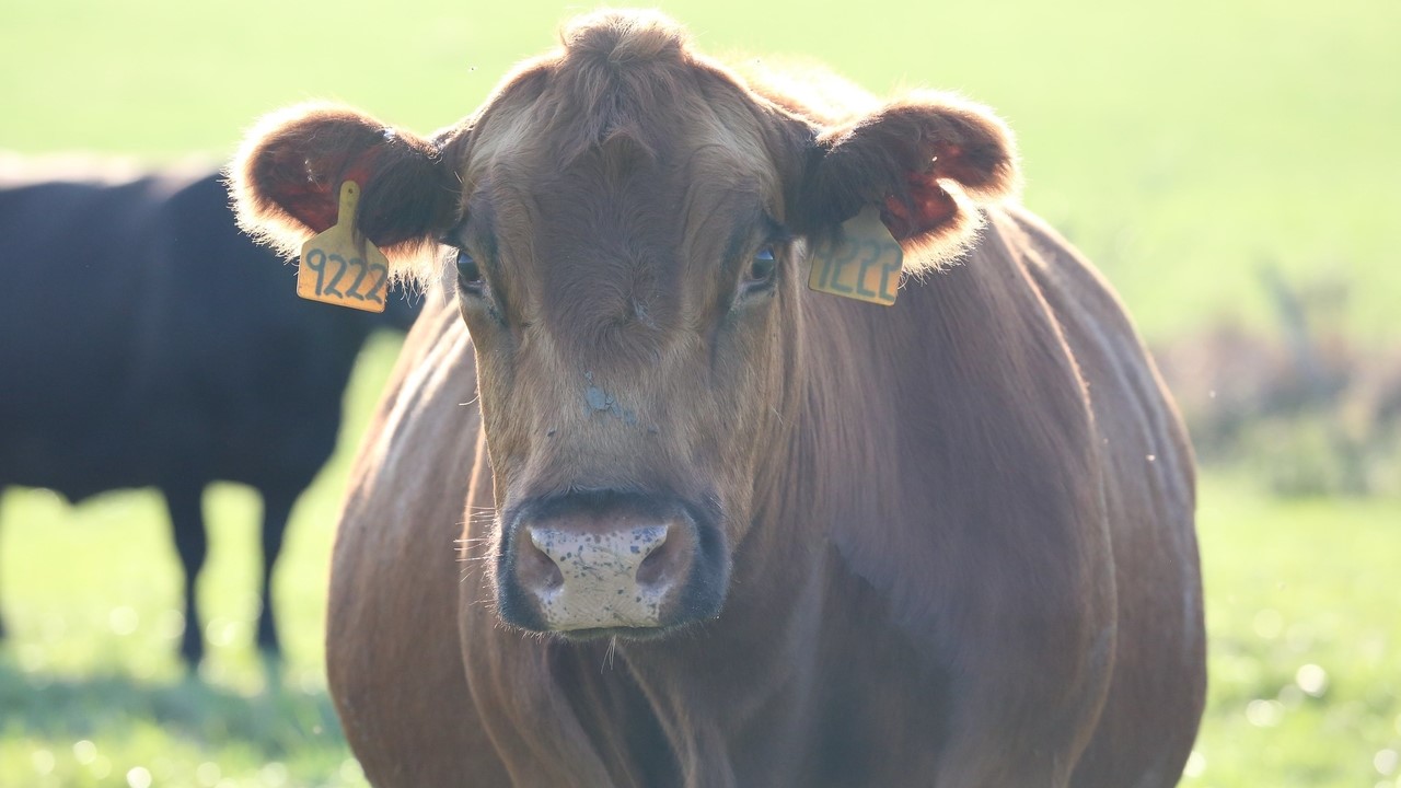 Cattle losing adaptations to environmental stressors, MU researchers ...